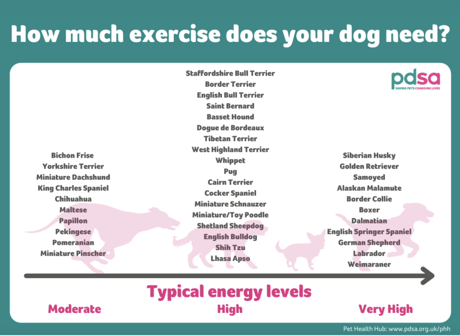 PDSA-Exercise-Chart - Cow Hill Kennels, Cattery and Day Care Preston ...